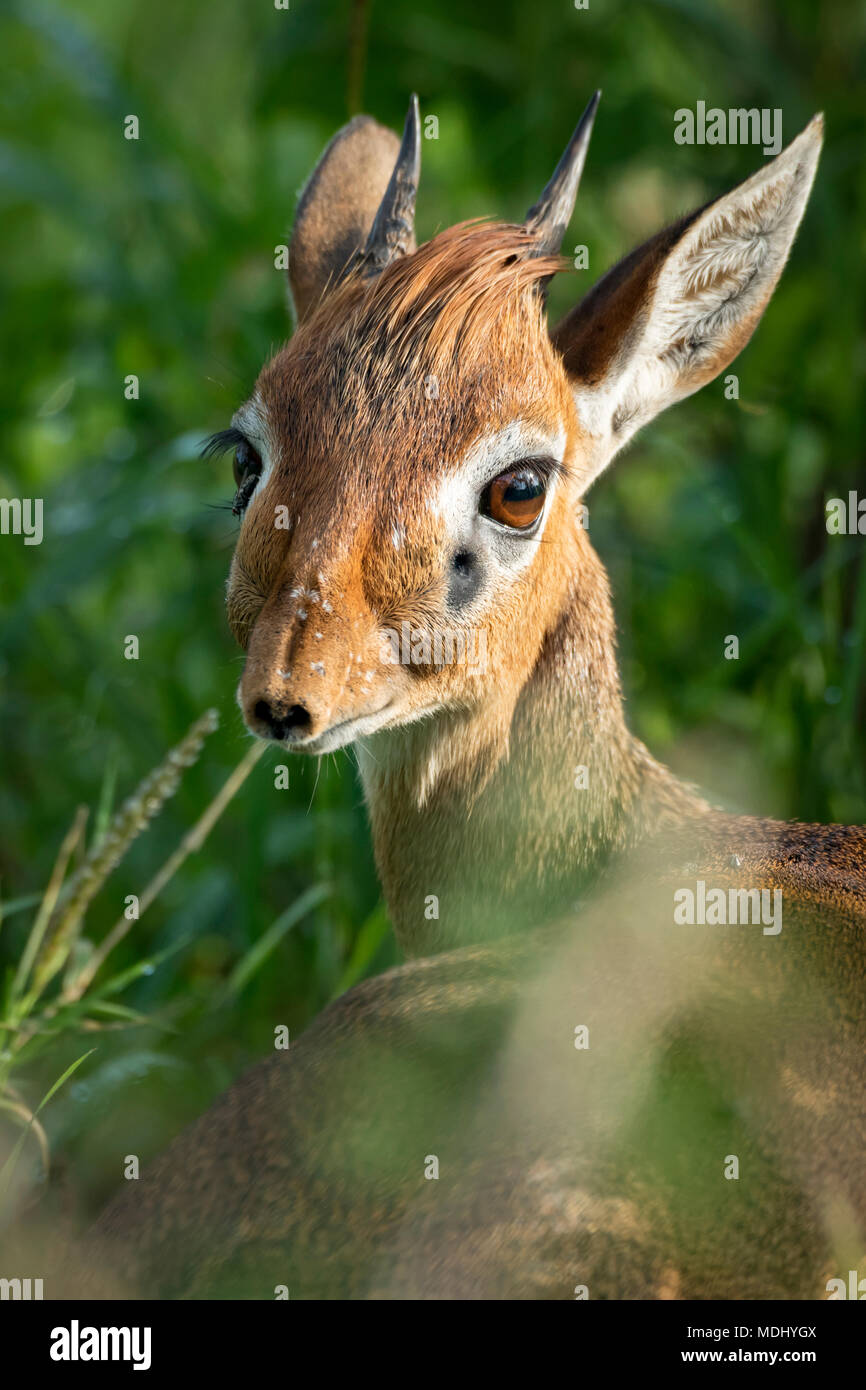 Close-up of Kirk's dik-dik (Madoqua kirkii) looking back over shoulder, Tarangire National Park ...