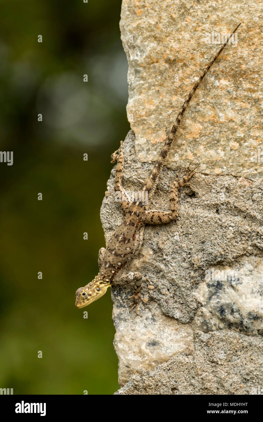 Female agama hi-res stock photography and images - Alamy