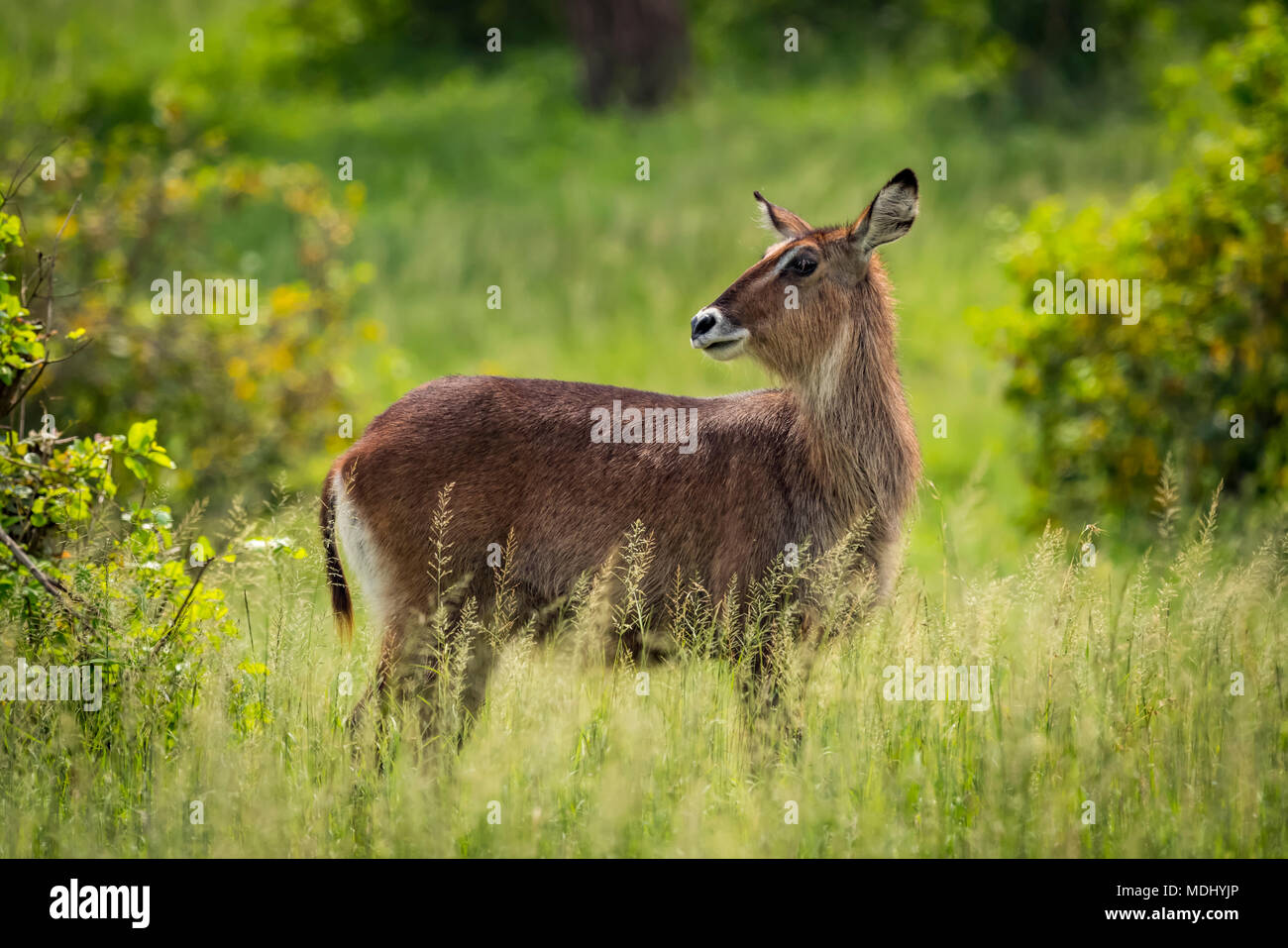 Female waterbuck (Kobus ellipsiprymnus) turning head on grassy plain ...