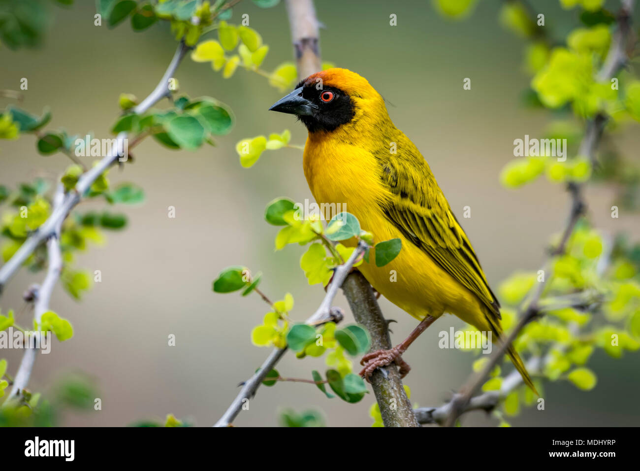 Masked weaver (Ploceus velatus) bird on branch in profile, Serengeti ...