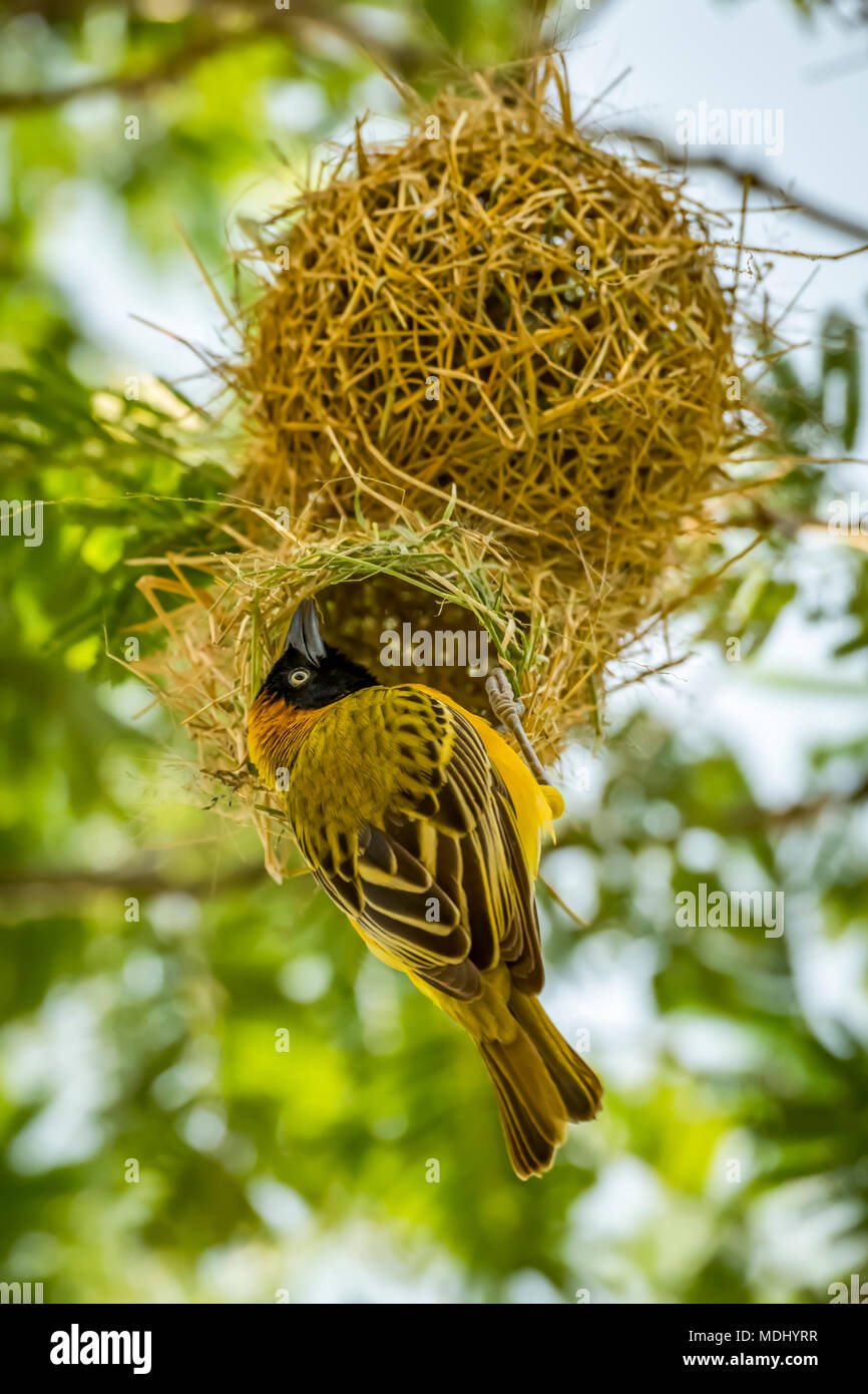 Weaver bird serengeti hi-res stock photography and images - Alamy