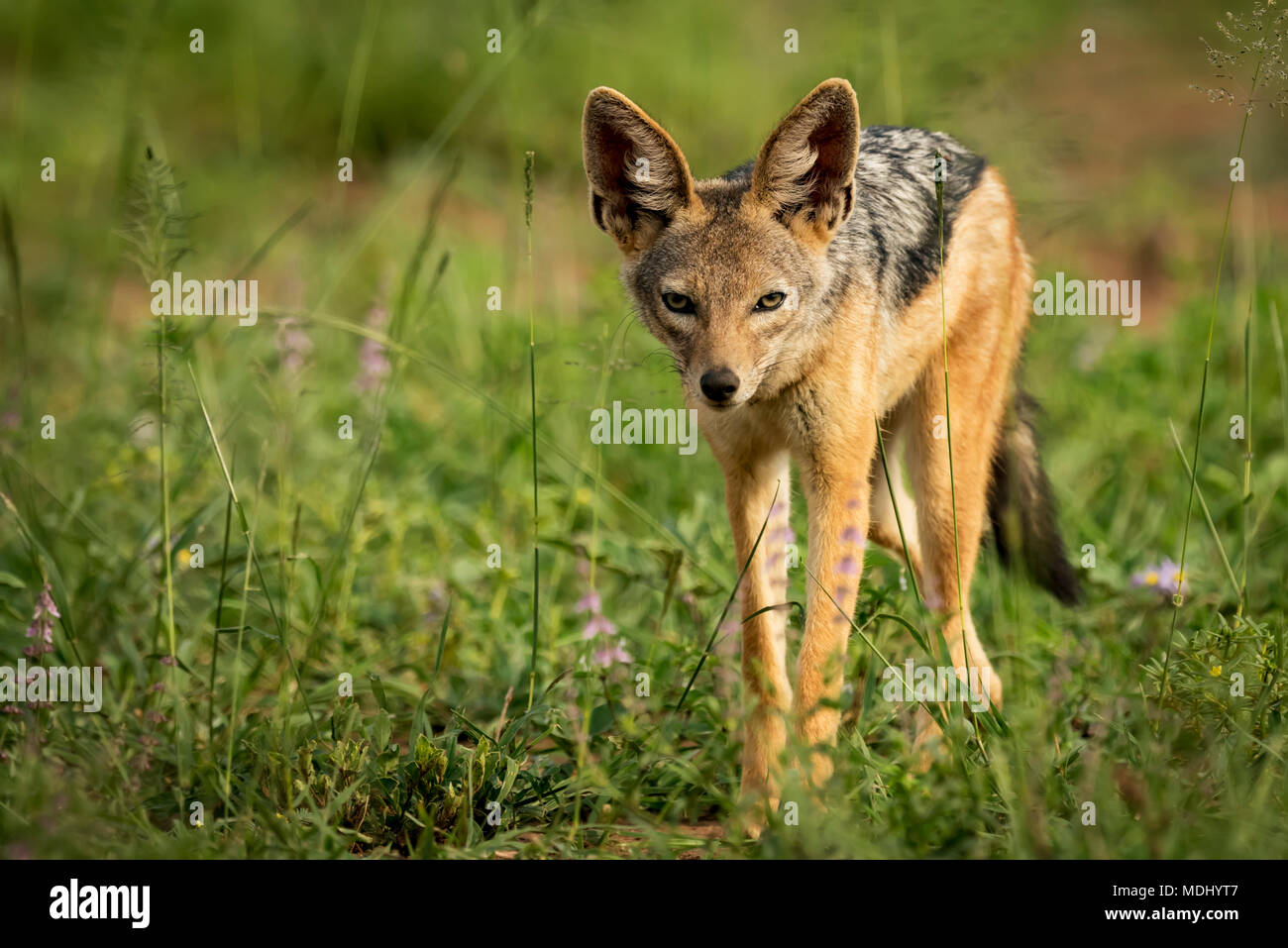 Silver backed jackal hi-res stock photography and images - Alamy
