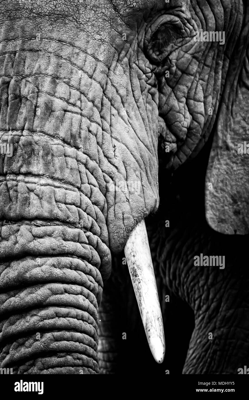 Elephant front face hi-res stock photography and images - Alamy