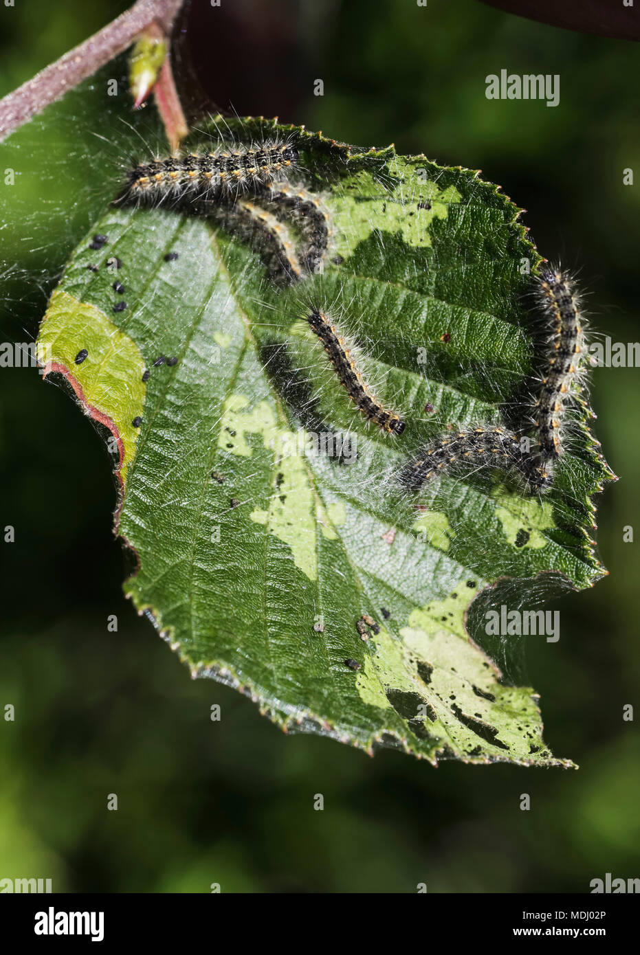 Caterpillar eating leaf hi-res stock photography and images - Alamy