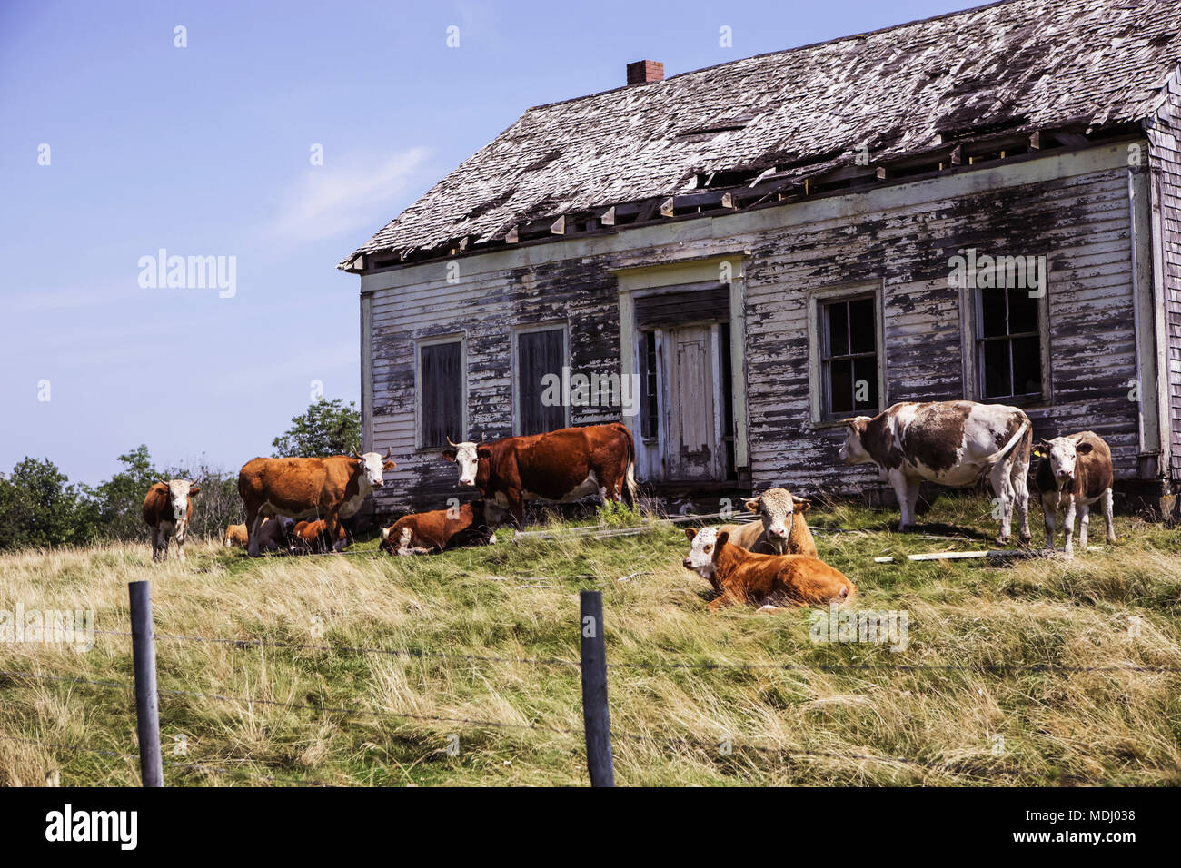 Calf cove hi-res stock photography and images - Alamy