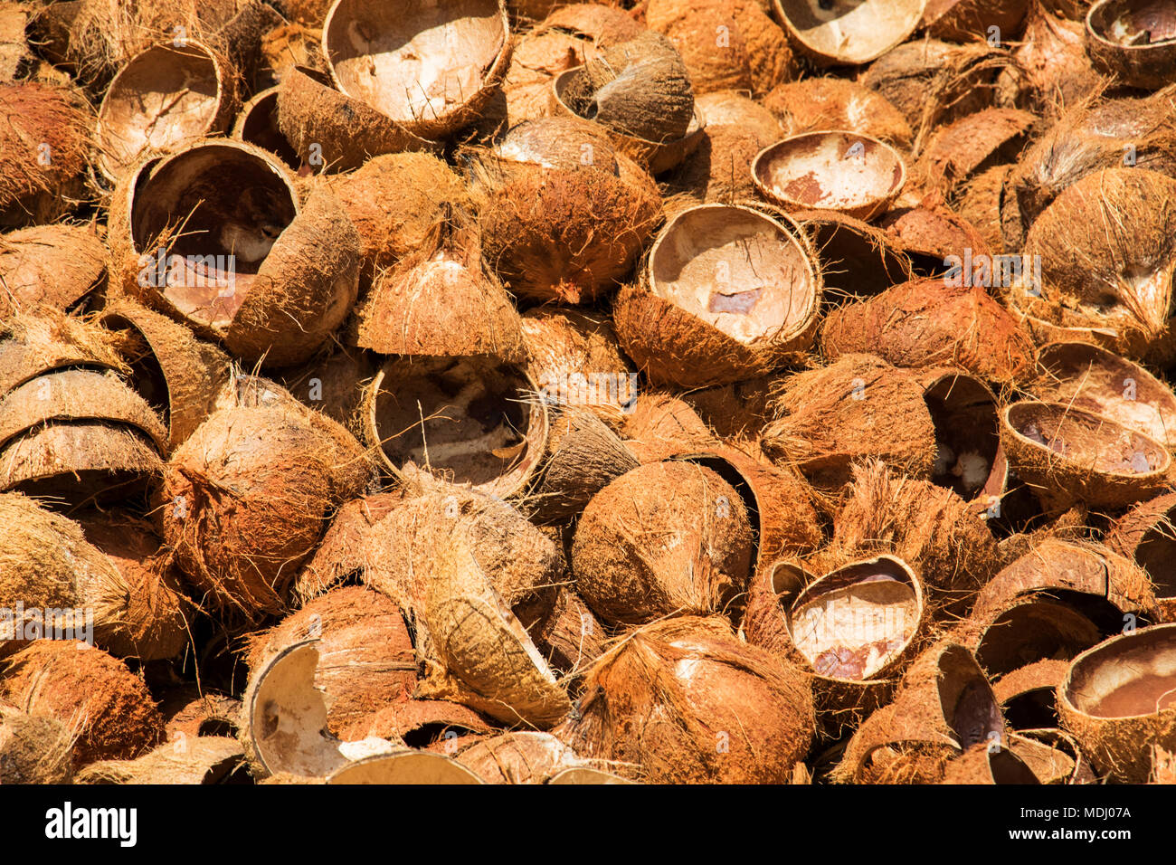 Coconuts at a coconut processing family owned business in the Mekong ...