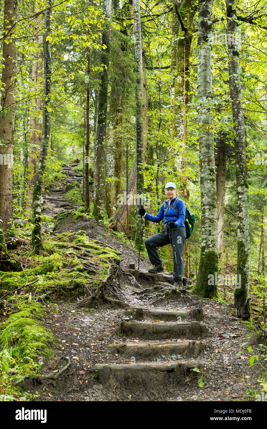 Logged forest hi-res stock photography and images - Alamy