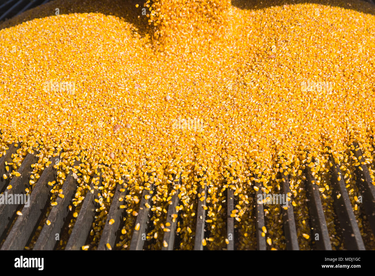 Harvested corn being bottom dumped from grain truck at county elevator ...