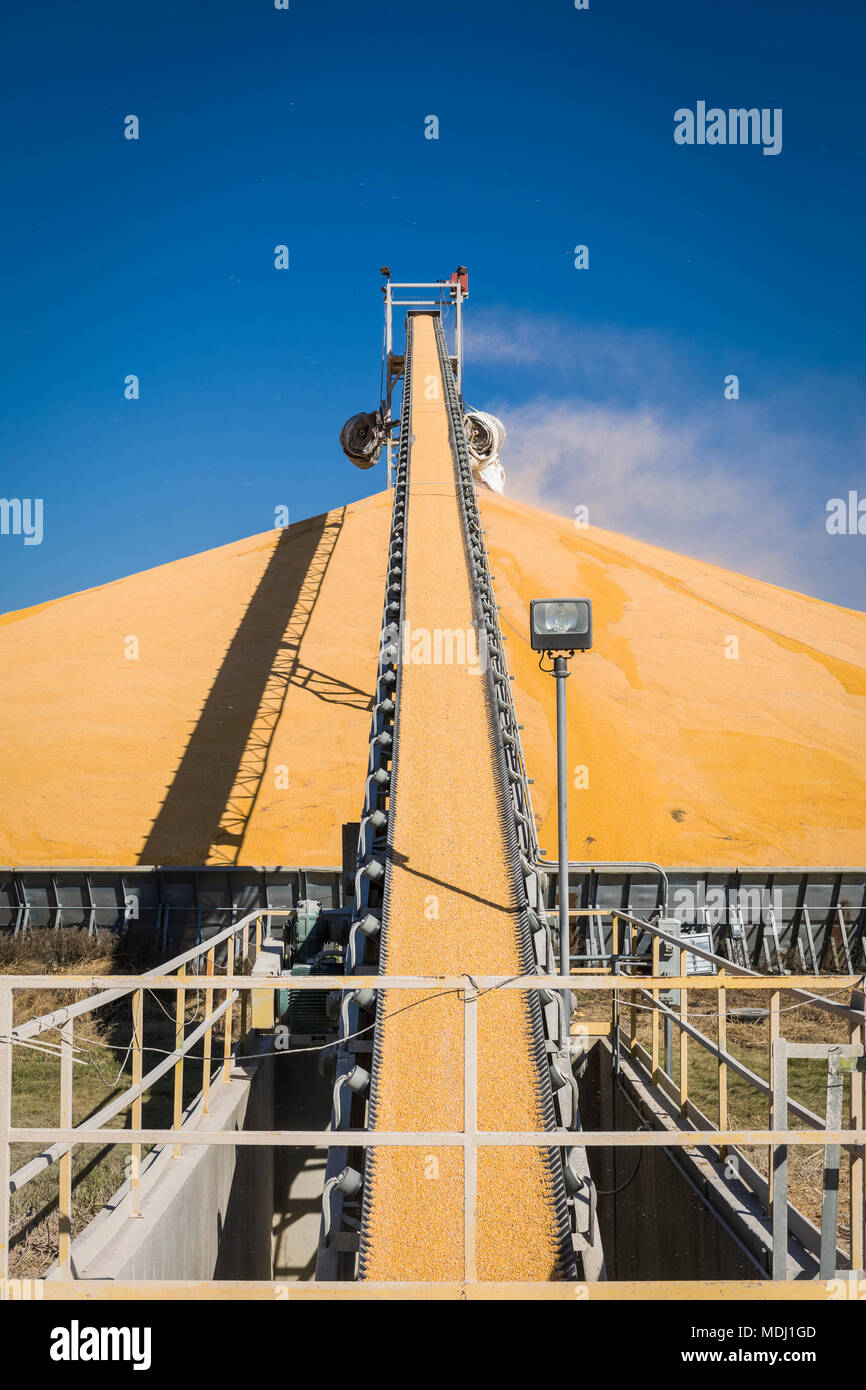 Harvested corn on conveyor belt to stockpile at grain elevator; Rake ...