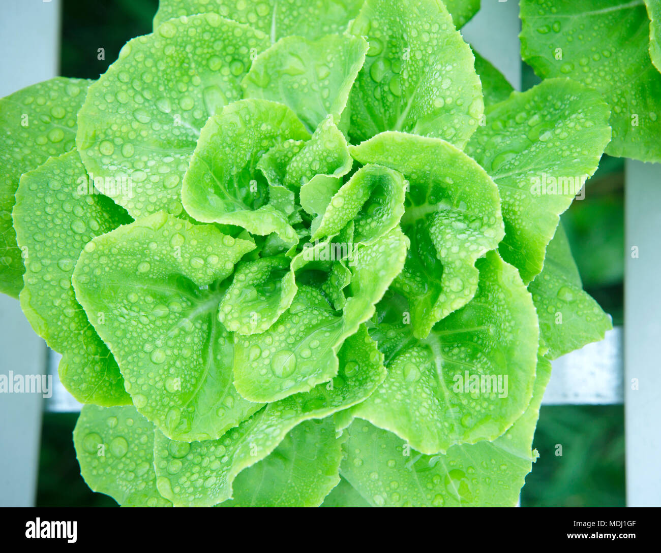 water dew on fresh and clean hydroponic vegetable Stock Photo - Alamy