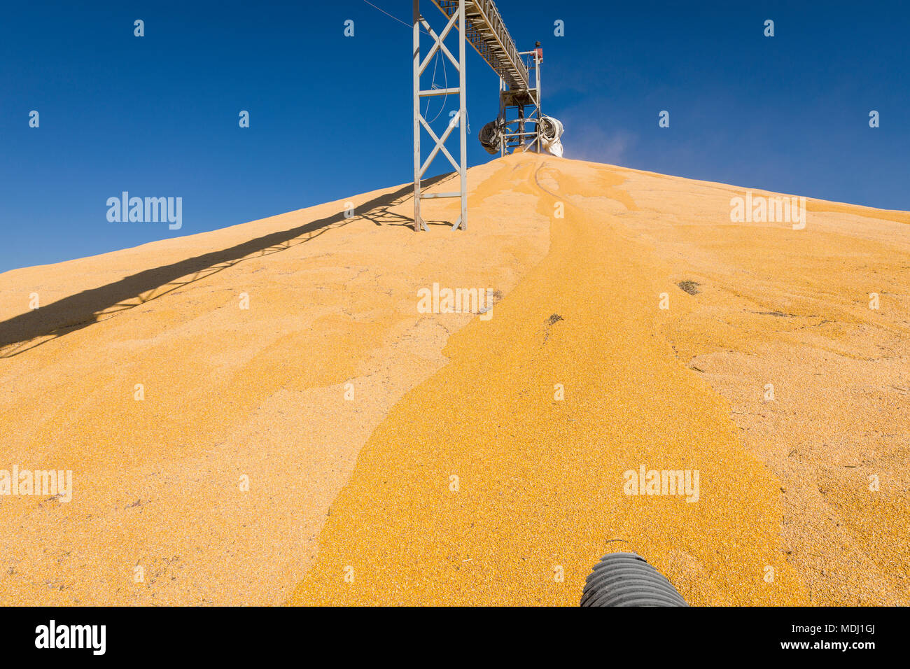 Grain pile conveyor hi-res stock photography and images - Alamy