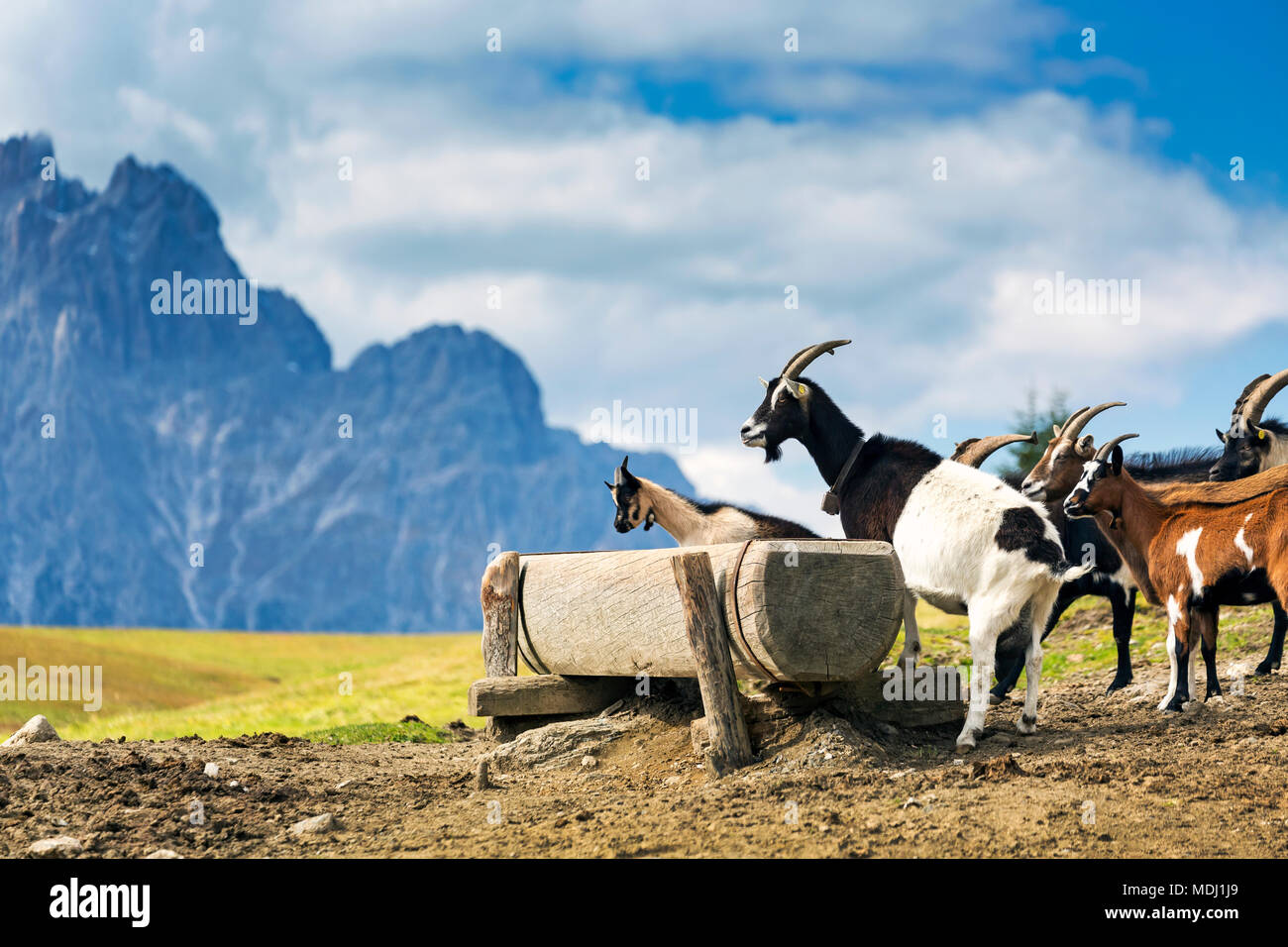 Chamois coloured goats hi-res stock photography and images - Alamy