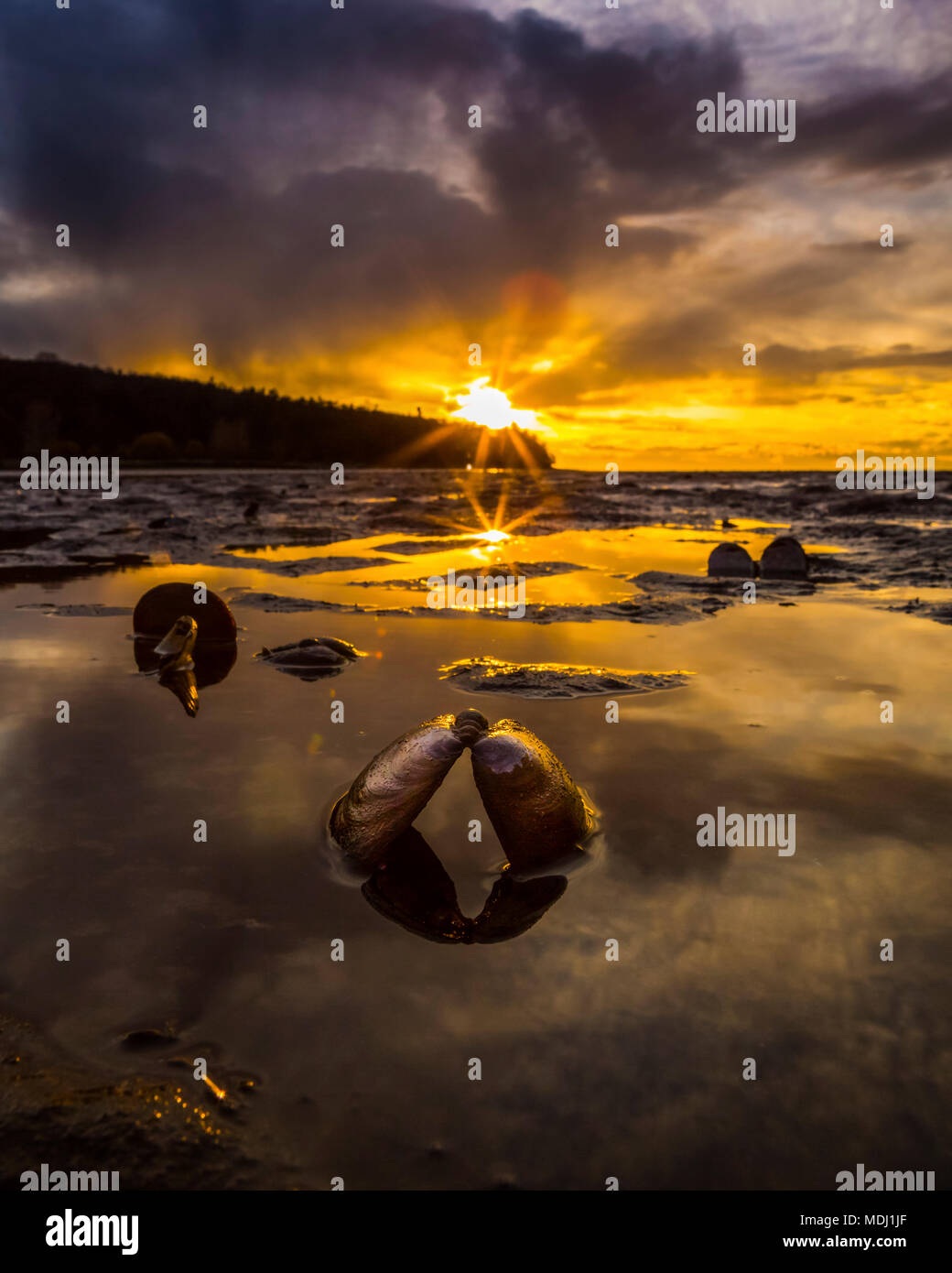 Open clam hi-res stock photography and images - Alamy