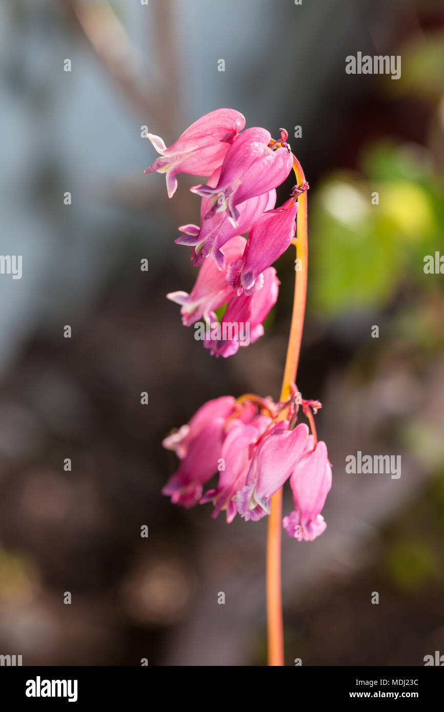 'Luxuriant' Dwarf Bleeding Heart, Fänrikshjärta (Dicentra formosa Stock ...