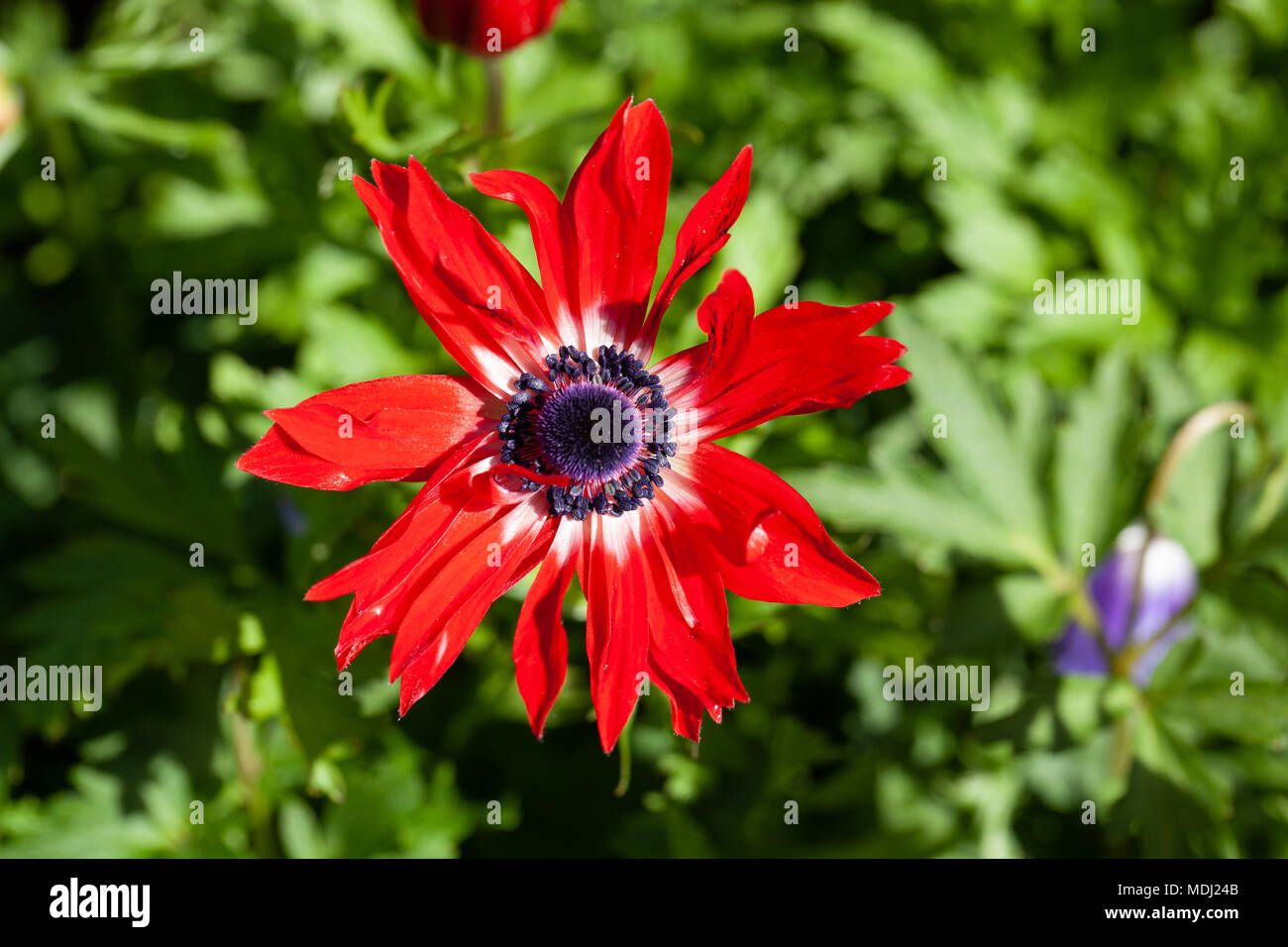 St brigid hi-res stock photography and images - Alamy