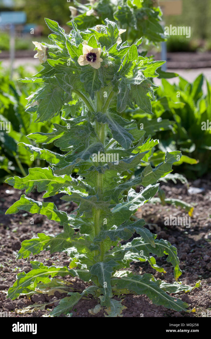 Henbane, Bolmört (Hyoscyamus niger Stock Photo - Alamy