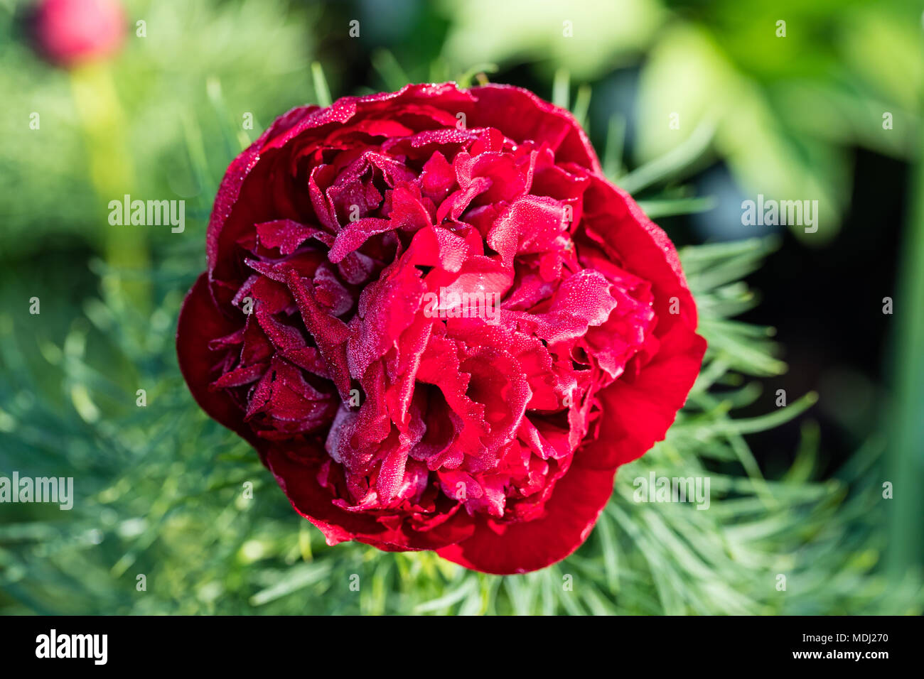'Plena' Double Fernleaf Peony, Dillpion (Paeonia tenuifolia Stock Photo ...