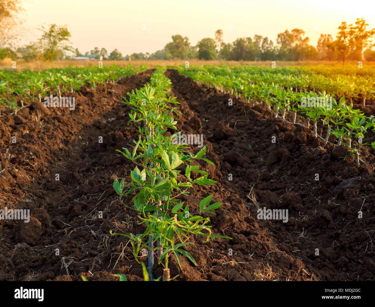Cassava Farming Cultivation ,Planting Method & Its Spacingva Stock ...