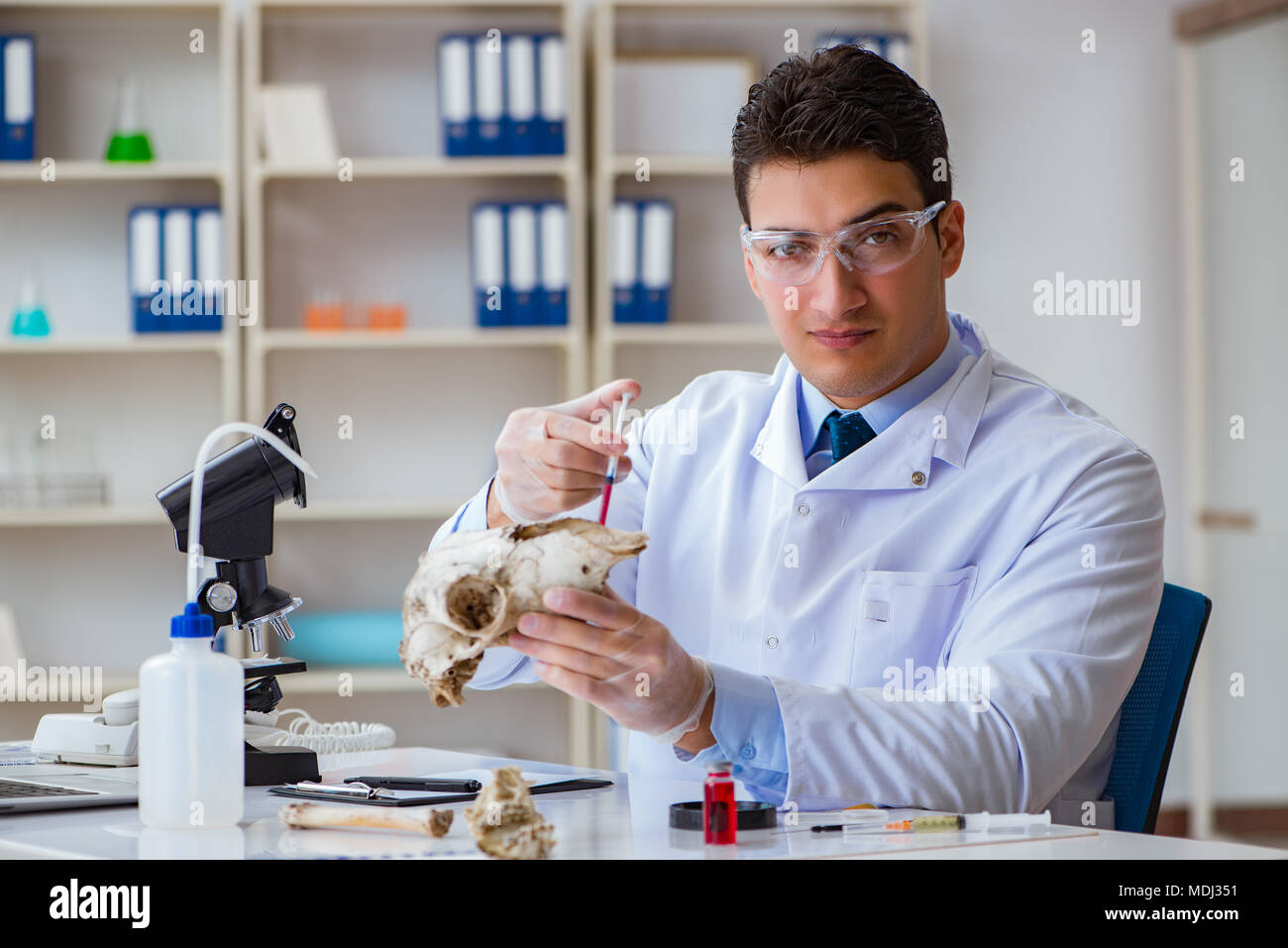 Paleontologist looking at extinct animal bone Stock Photo - Alamy