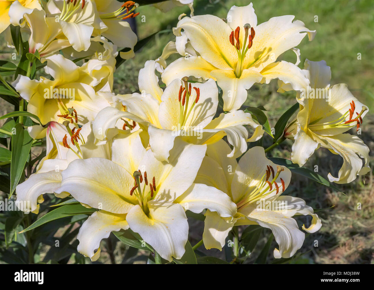 Flowering yellow lilies in a garden Stock Photo - Alamy