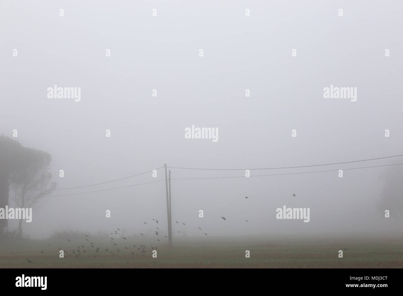 Birds flying near power lines in the fog, over some fields Stock Photo ...