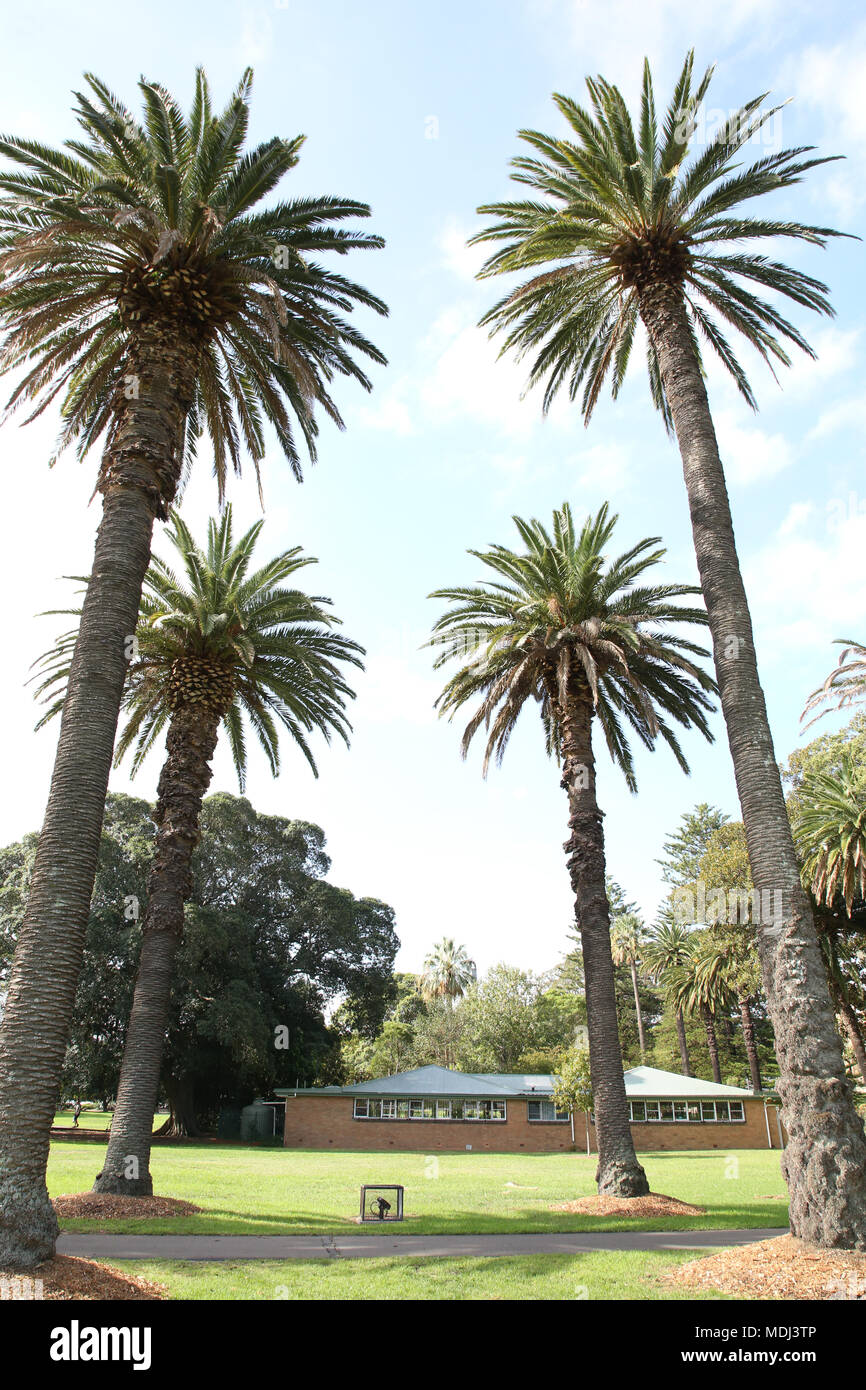 Palm trees in Jubilee Park, Glebe, Sydney, Australia Stock Photo - Alamy