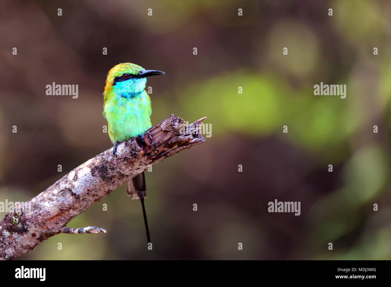 Juvenile green bee-eater or Merops orientalis Stock Photo - Alamy