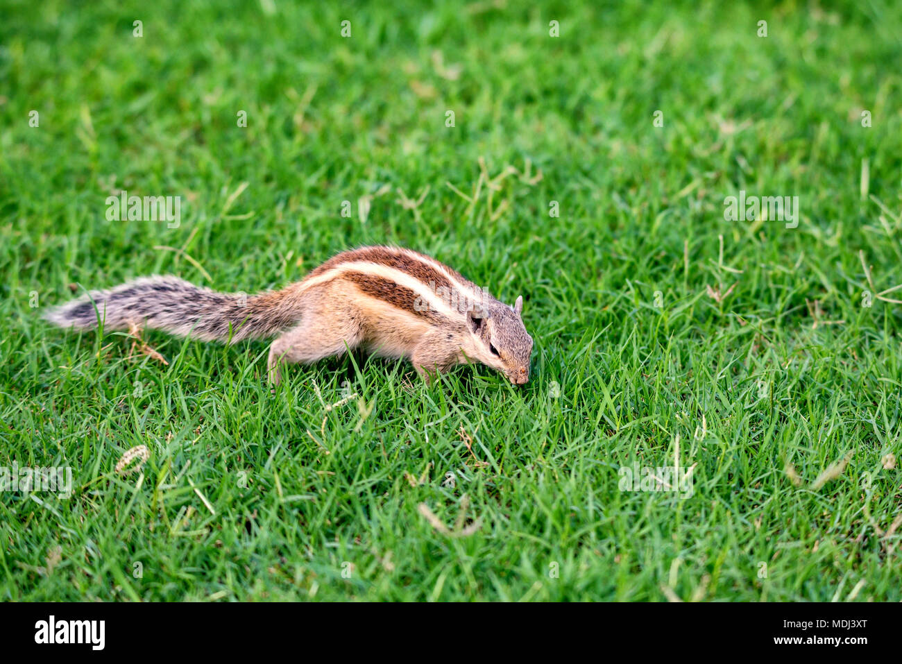 Northern palm squirrel or Funambulus pennantii Stock Photo - Alamy