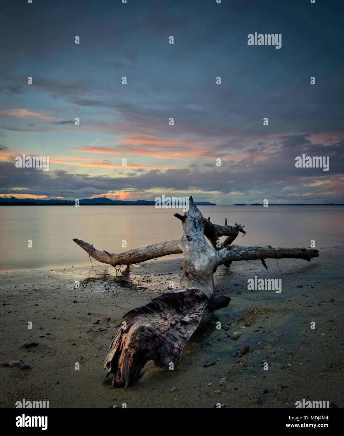 Large driftwood hi-res stock photography and images - Alamy