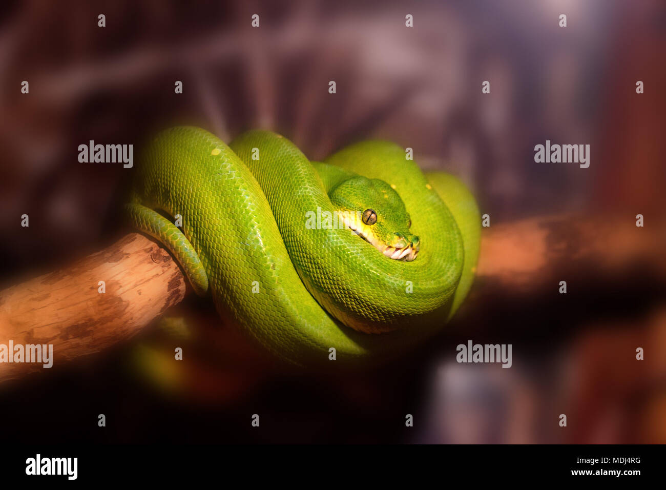 Green tree python or Morelia viridis on branch Stock Photo - Alamy