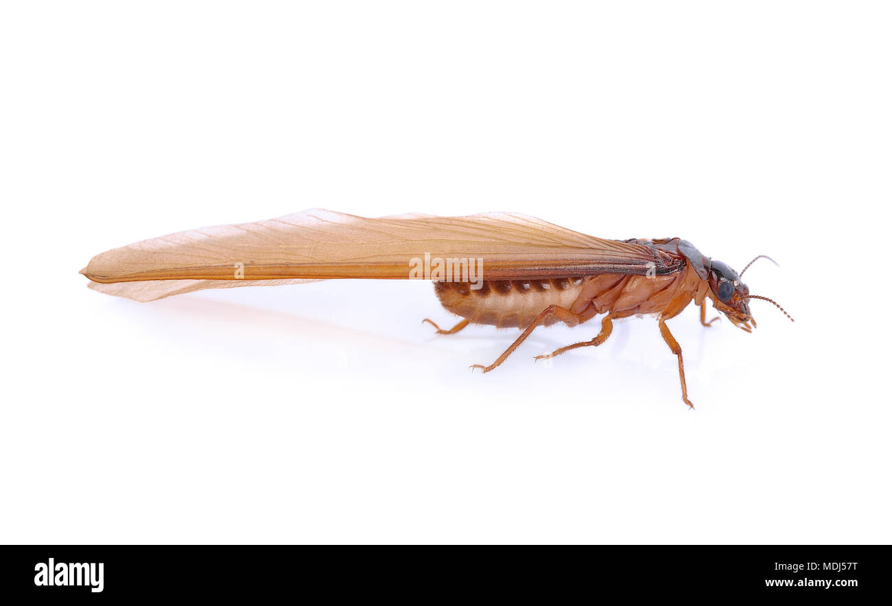 alates,termite isolated on white background Stock Photo - Alamy