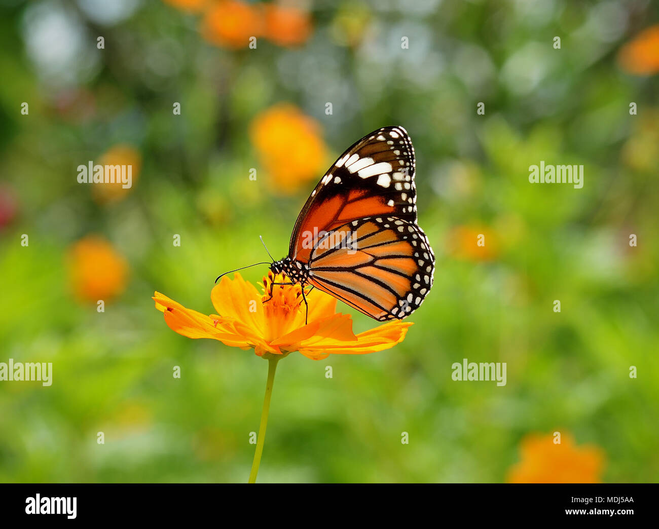 Nice butterflies hi-res stock photography and images - Alamy