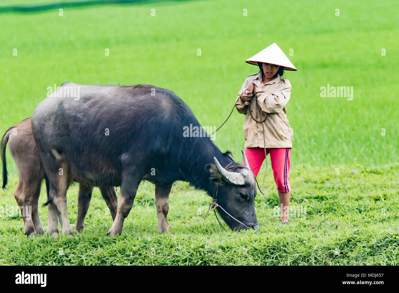 Tending cattle hi-res stock photography and images - Alamy