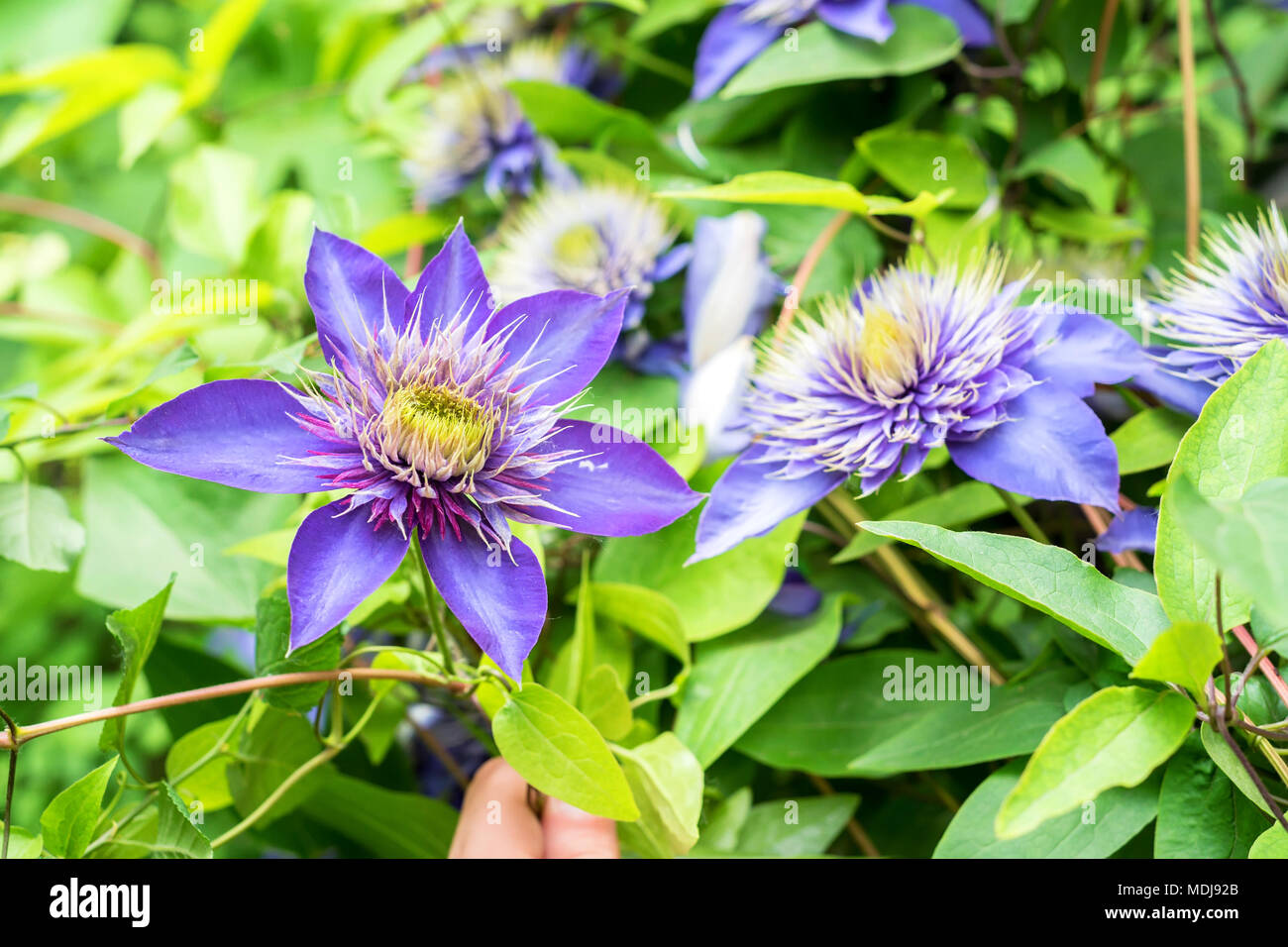 Close up beautiful flowering Clematis Jackmanii Stock Photo - Alamy