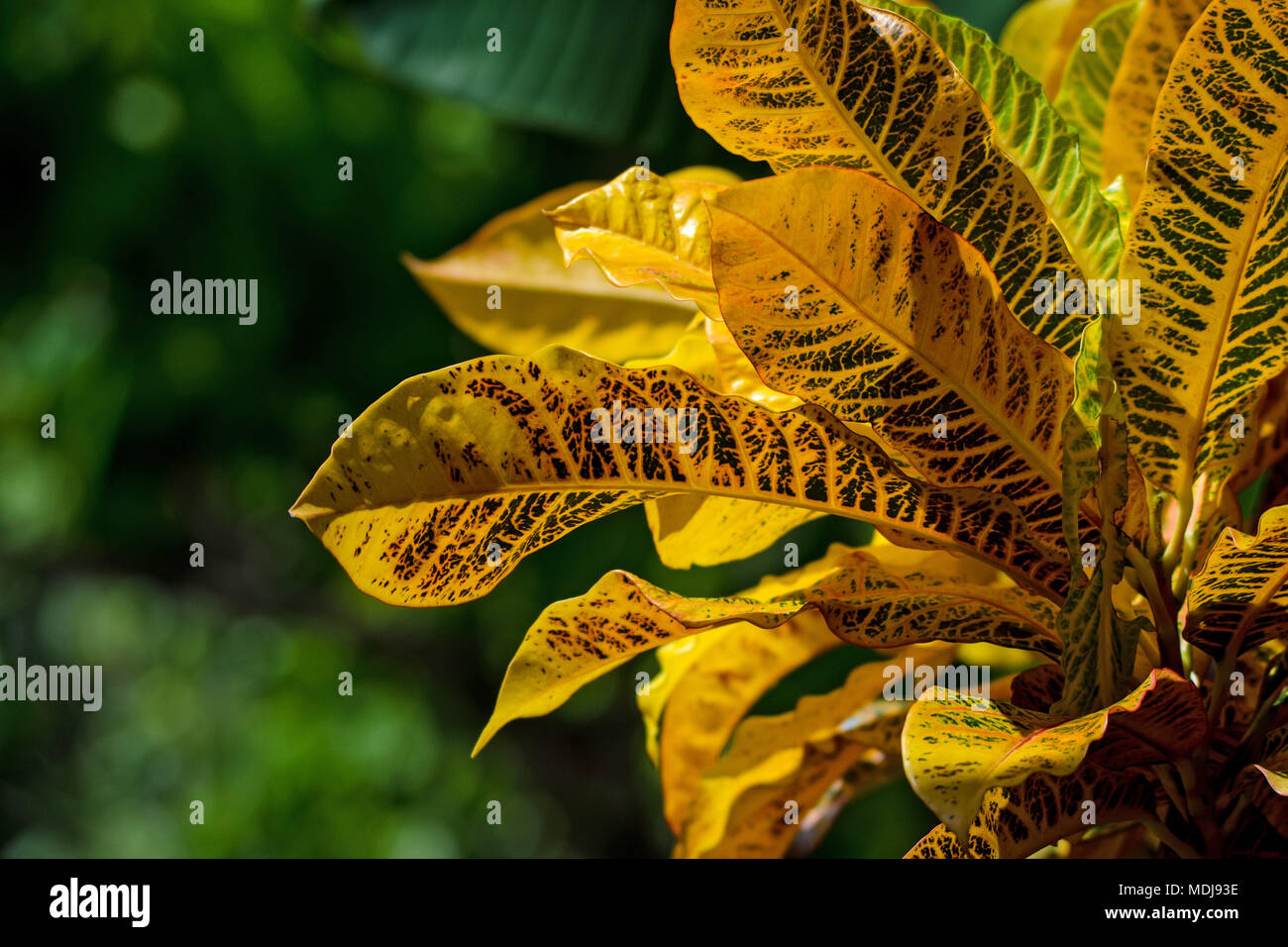 Thai croton hi-res stock photography and images - Alamy