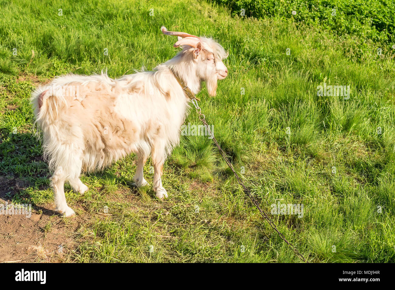 White male goat hi-res stock photography and images - Alamy