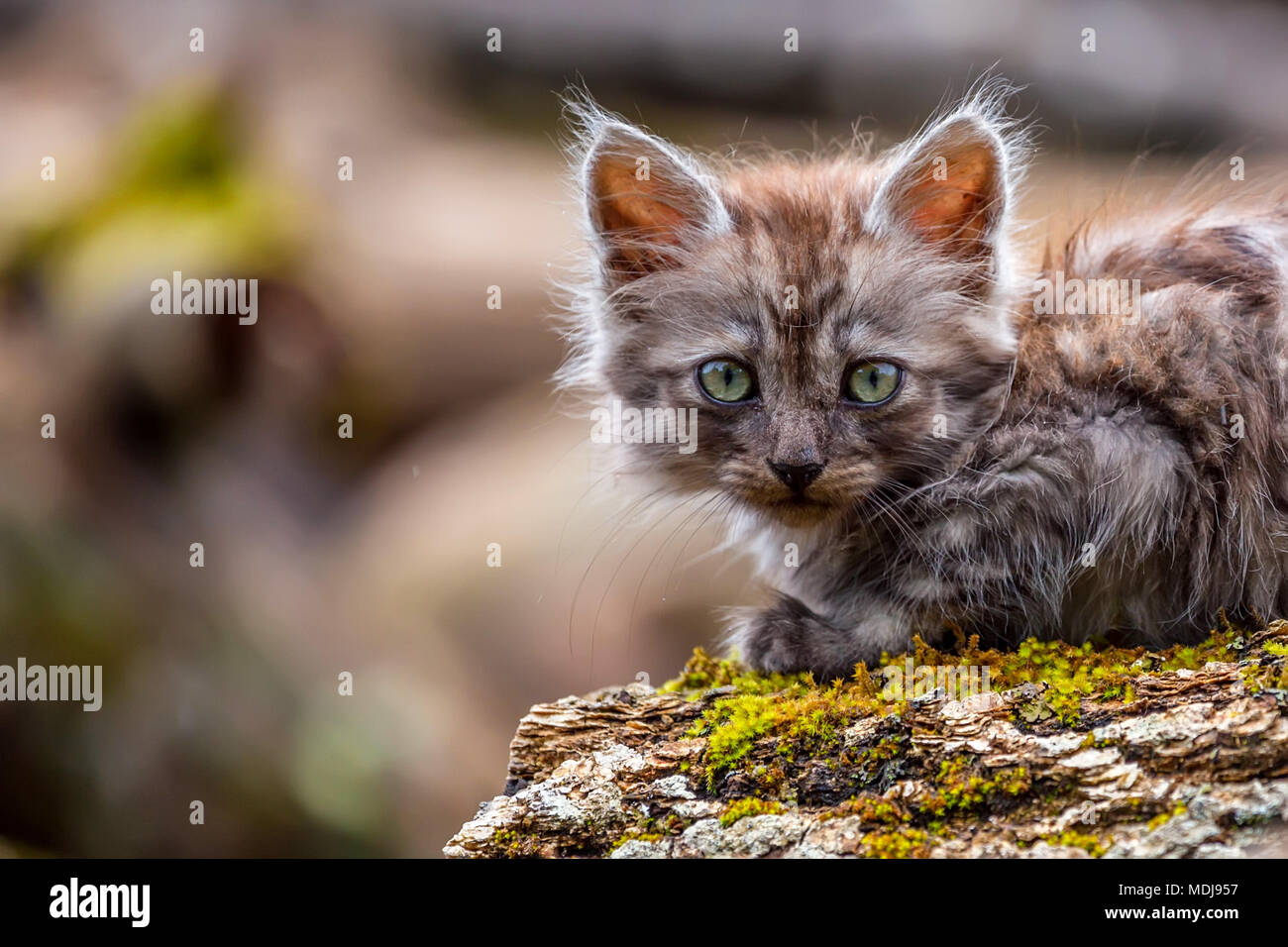 Miserable animals hi-res stock photography and images - Alamy