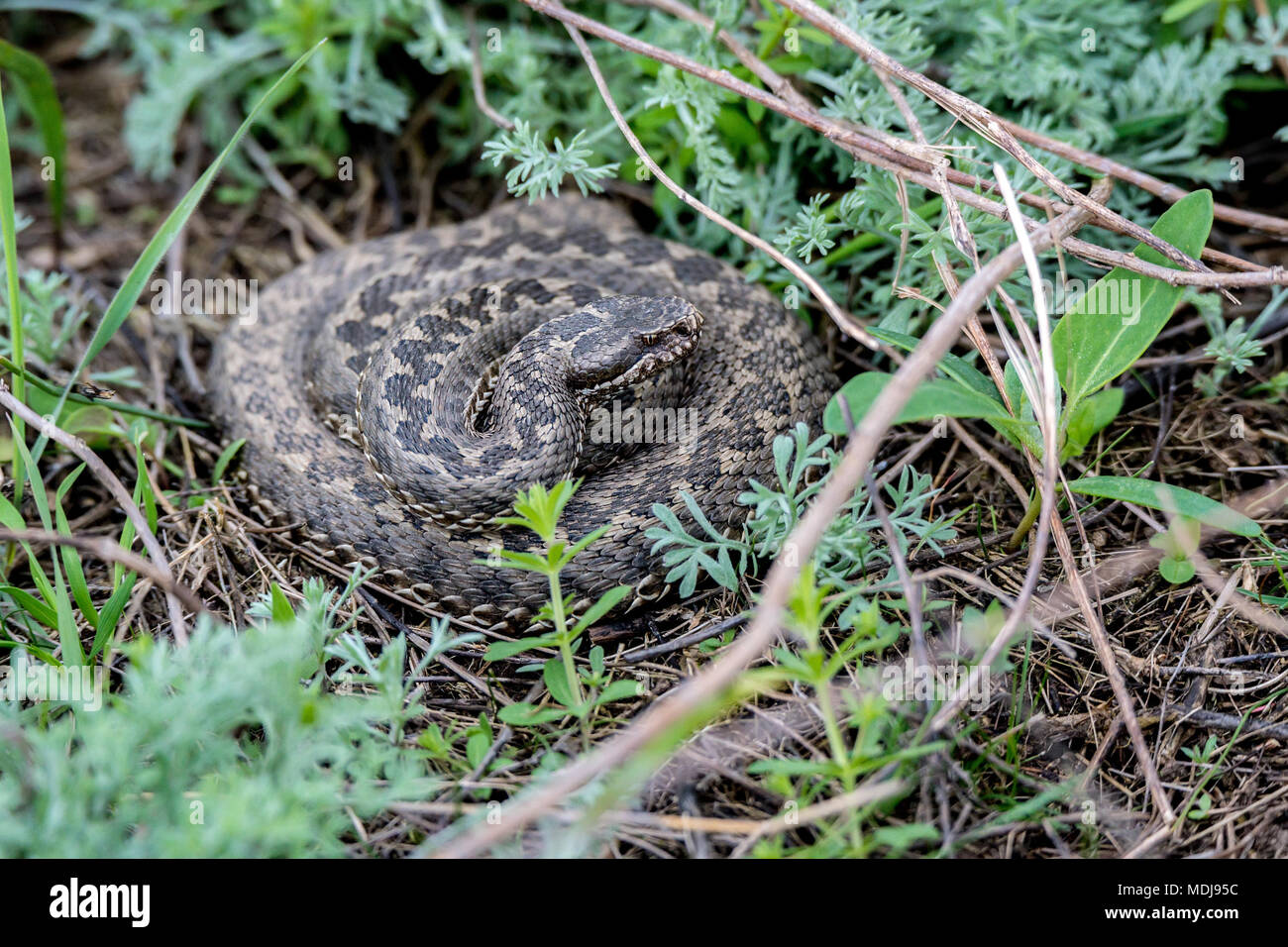 Vipera ursinii or meadow viper Stock Photo - Alamy