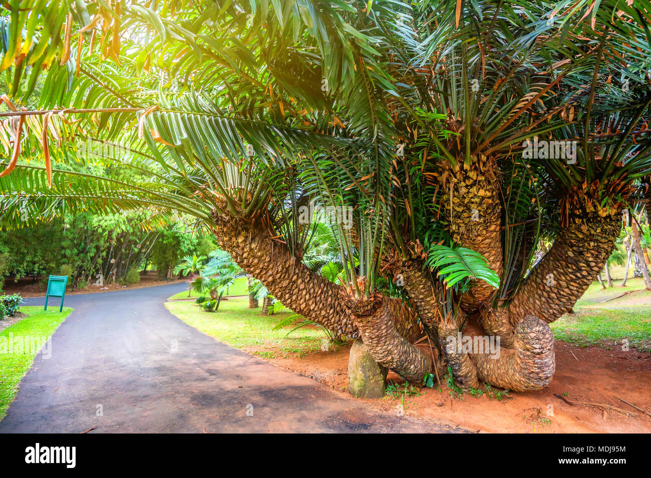 Mombasa cycad tree Stock Photo - Alamy