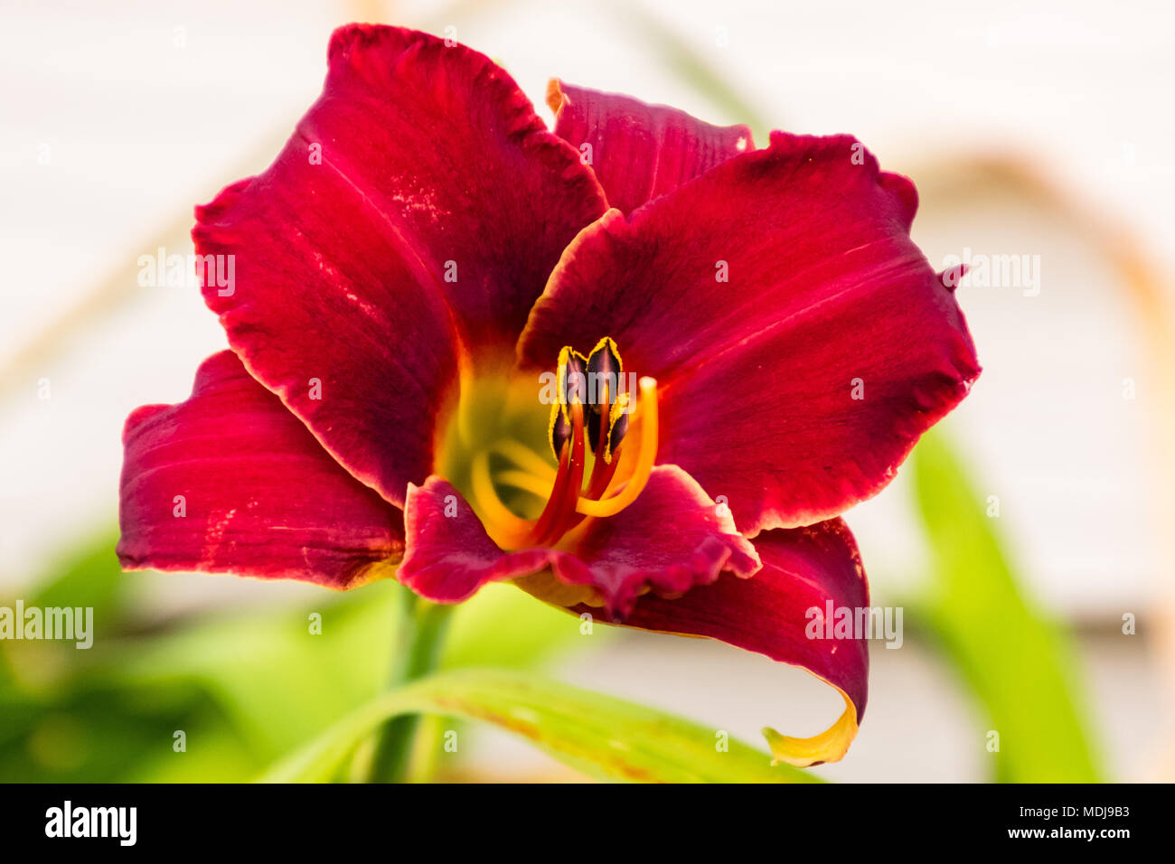 a close up of a newly opened red lily Stock Photo - Alamy