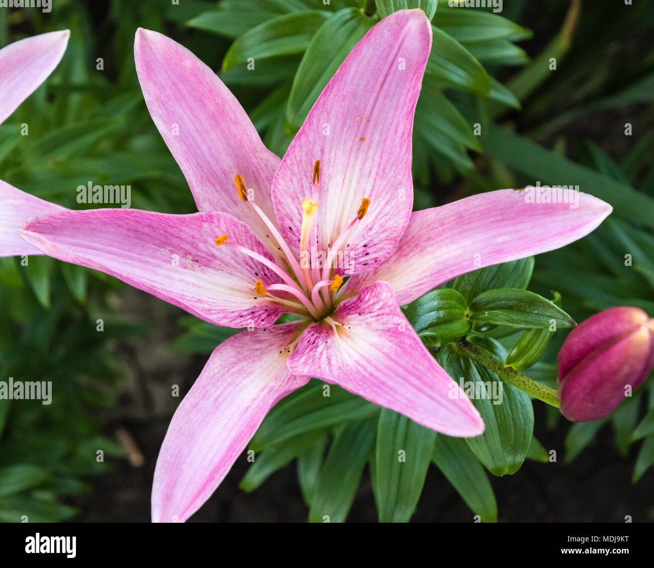 a newly opened pink lily opened completely to start the day Stock Photo ...