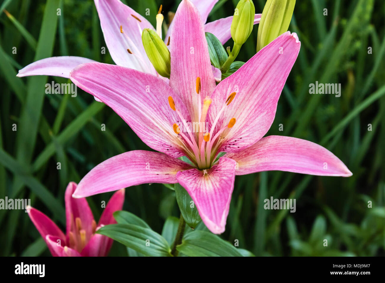 Opened completely hi-res stock photography and images - Alamy