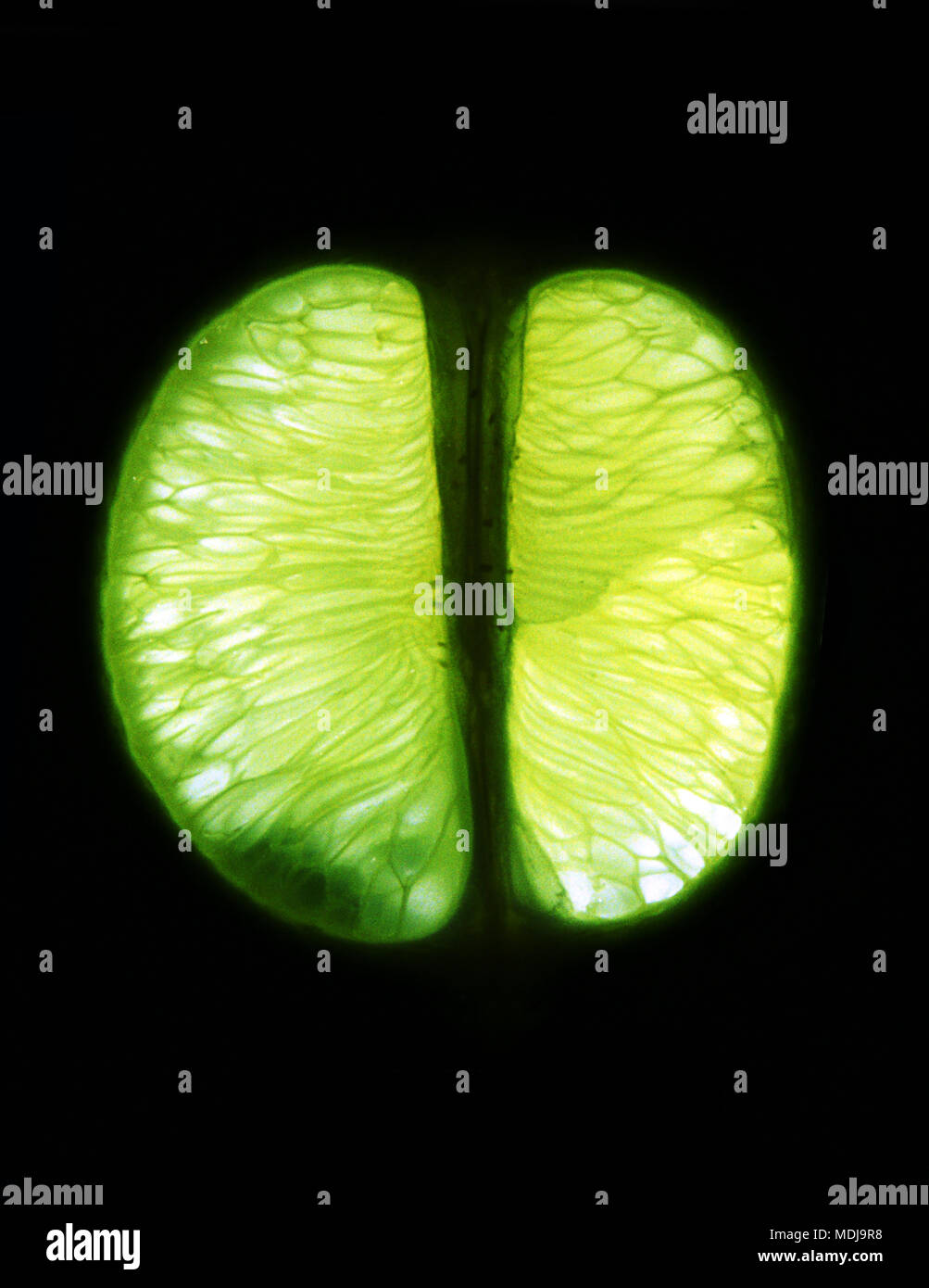 Mouth cross section hi-res stock photography and images - Alamy