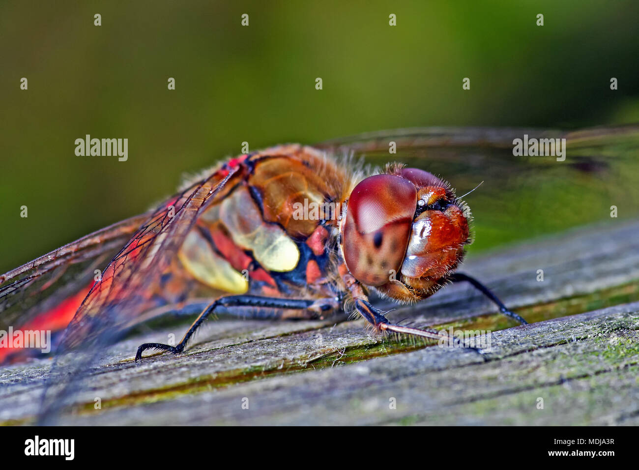 A Common Darter dragonfly, one of the most common dragonflies in Europe ...