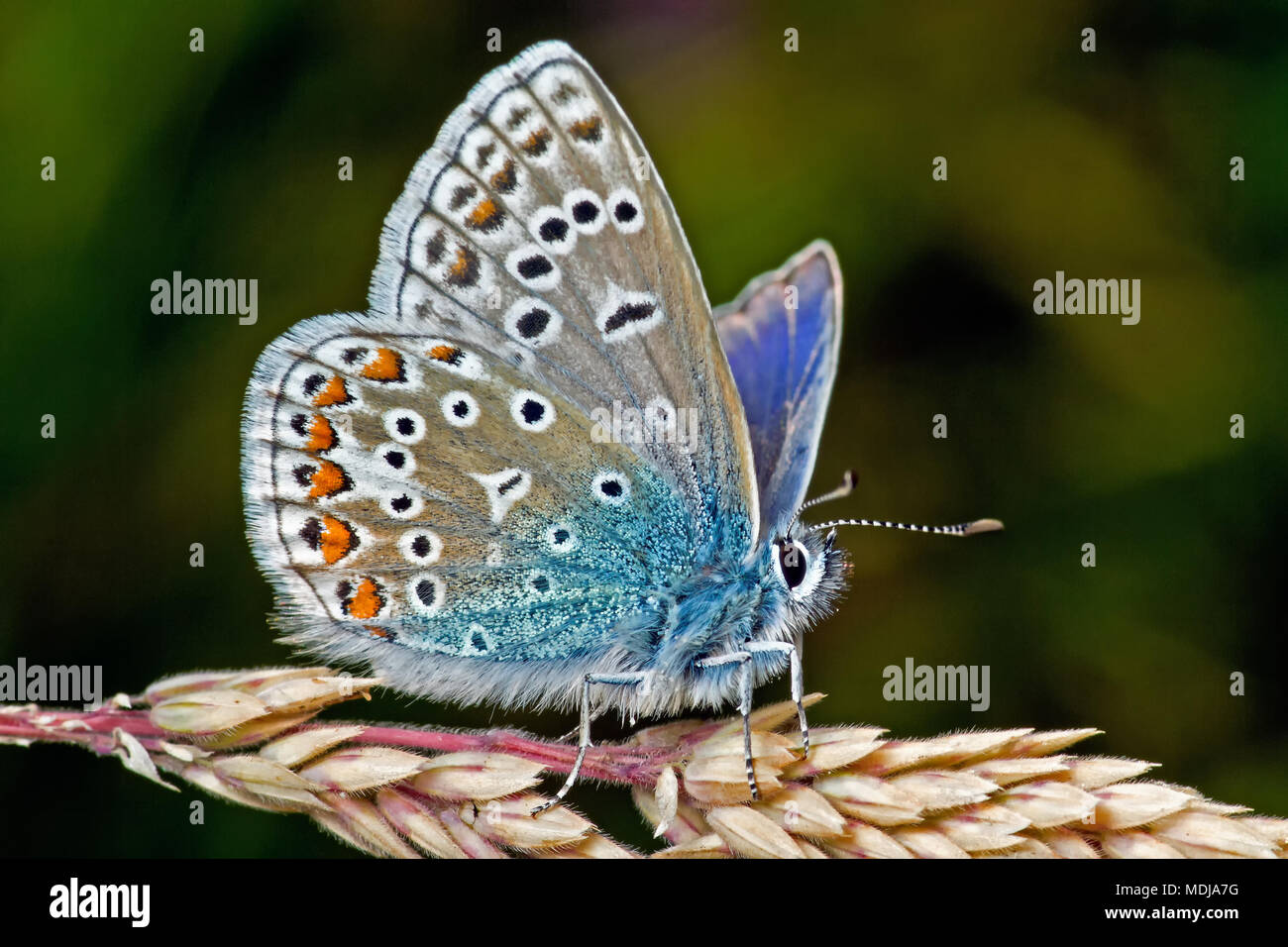 A Common Blue Butterfly, widespread throughout the British Isles but ...