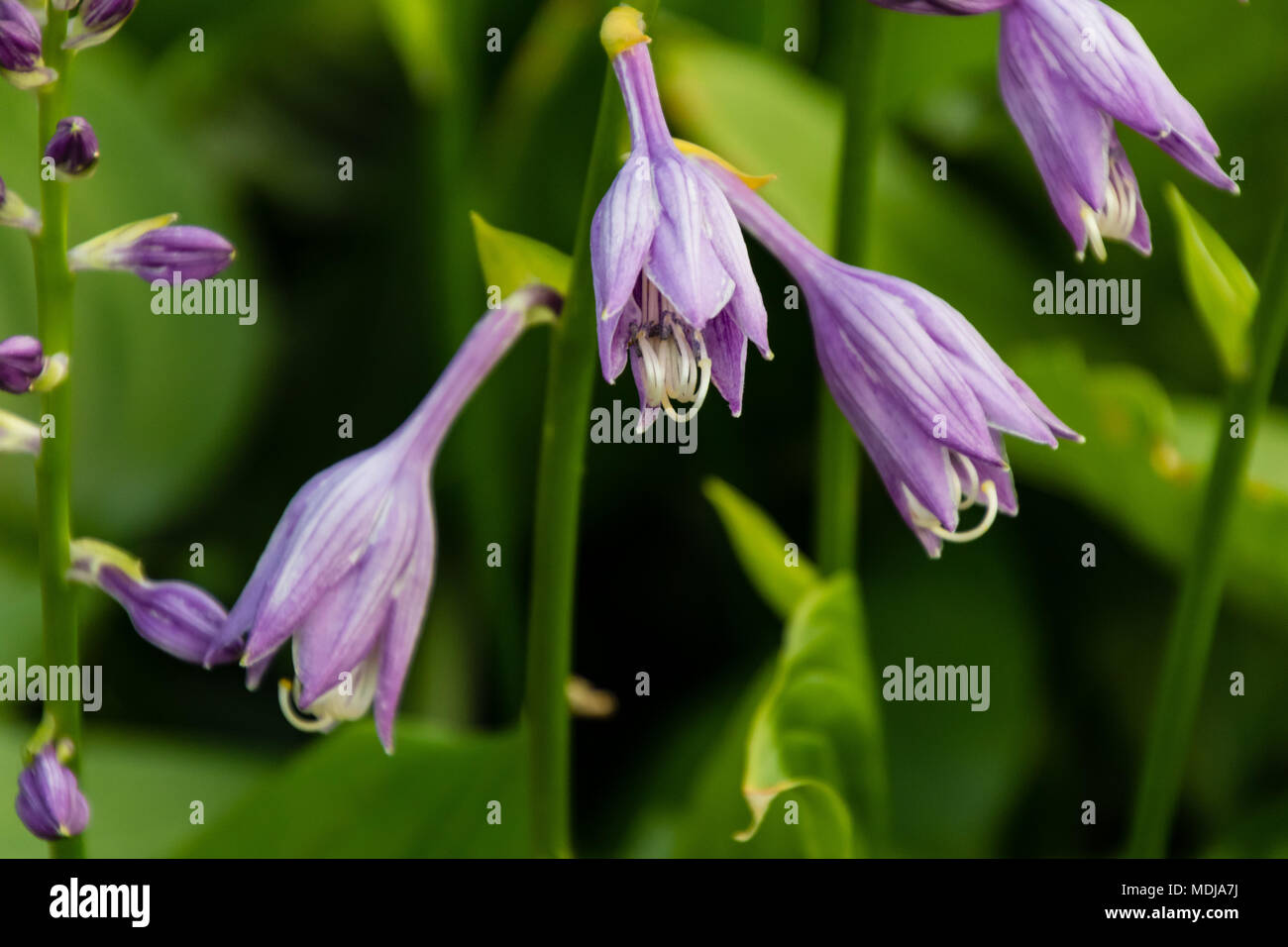 the lavender hosta is finally blooming in the garden Stock Photo - Alamy