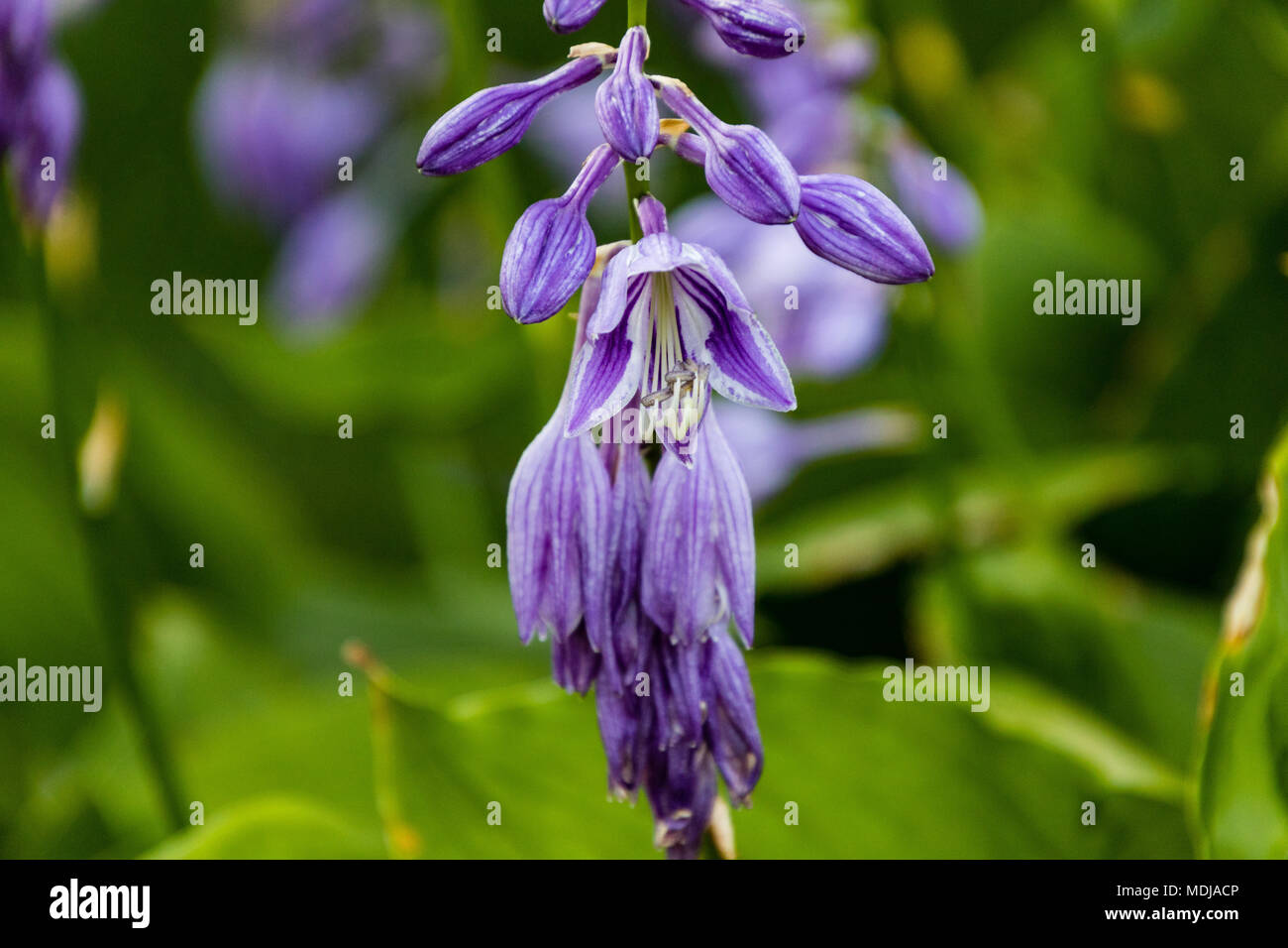 Growing hostas hi-res stock photography and images - Alamy