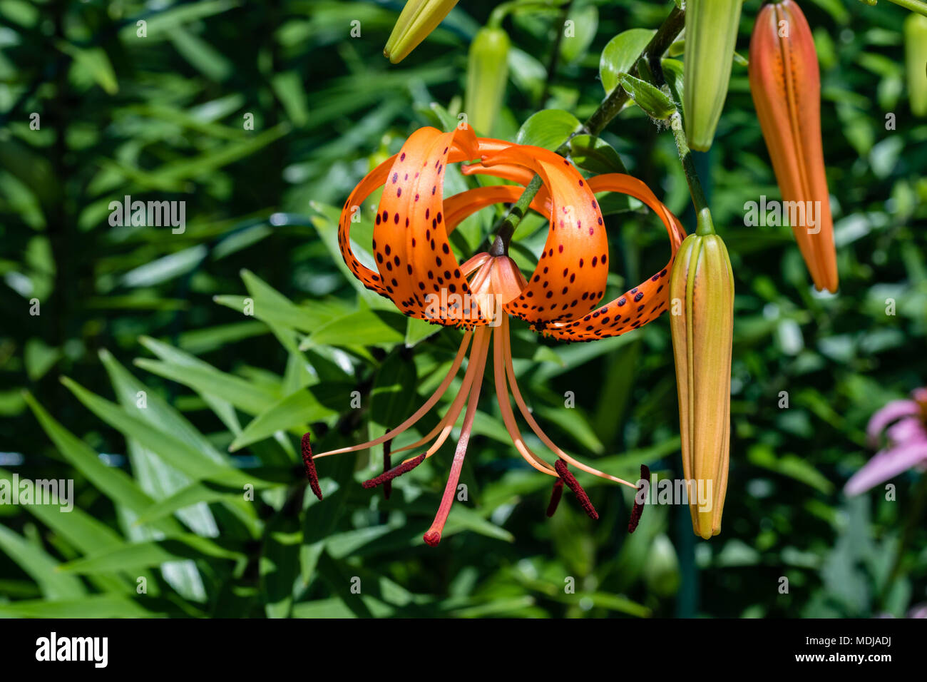 the first tiger litly of the season has arrived Stock Photo - Alamy