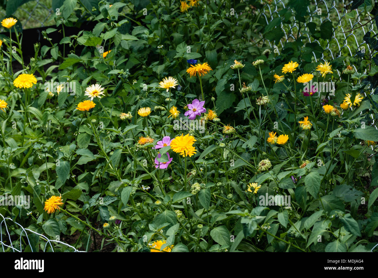 the wildflower garden is now in full bloom Stock Photo - Alamy