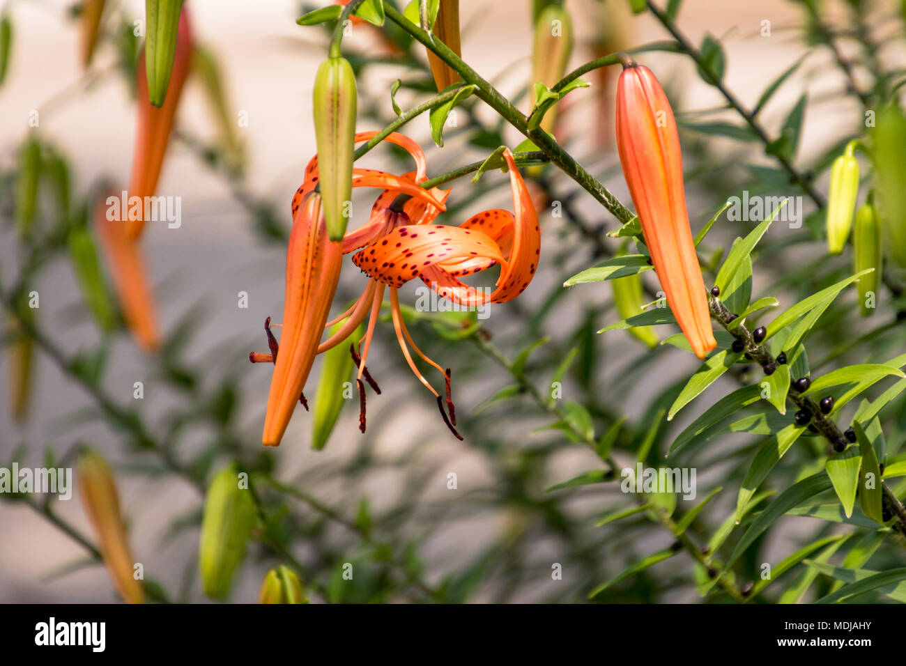 a close up of a tiger lily hanging out in the garden Stock Photo - Alamy